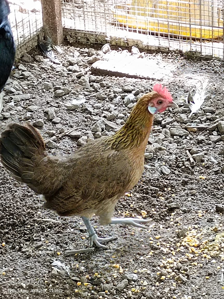 Sistem Pelesenan Jabatan PERHILITAN