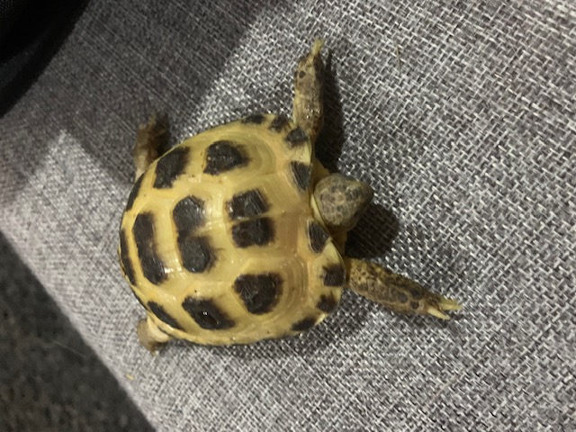 Sistem Pelesenan Jabatan PERHILITAN