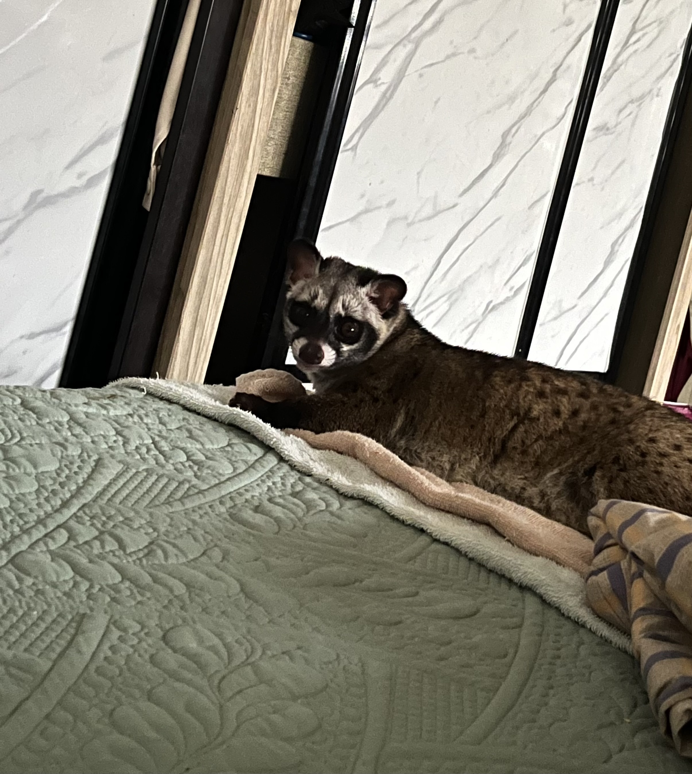 Sistem Pelesenan Jabatan PERHILITAN