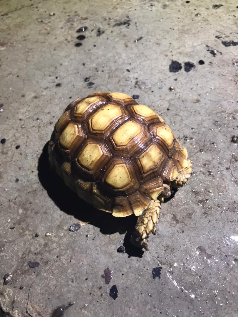 Sistem Pelesenan Jabatan PERHILITAN