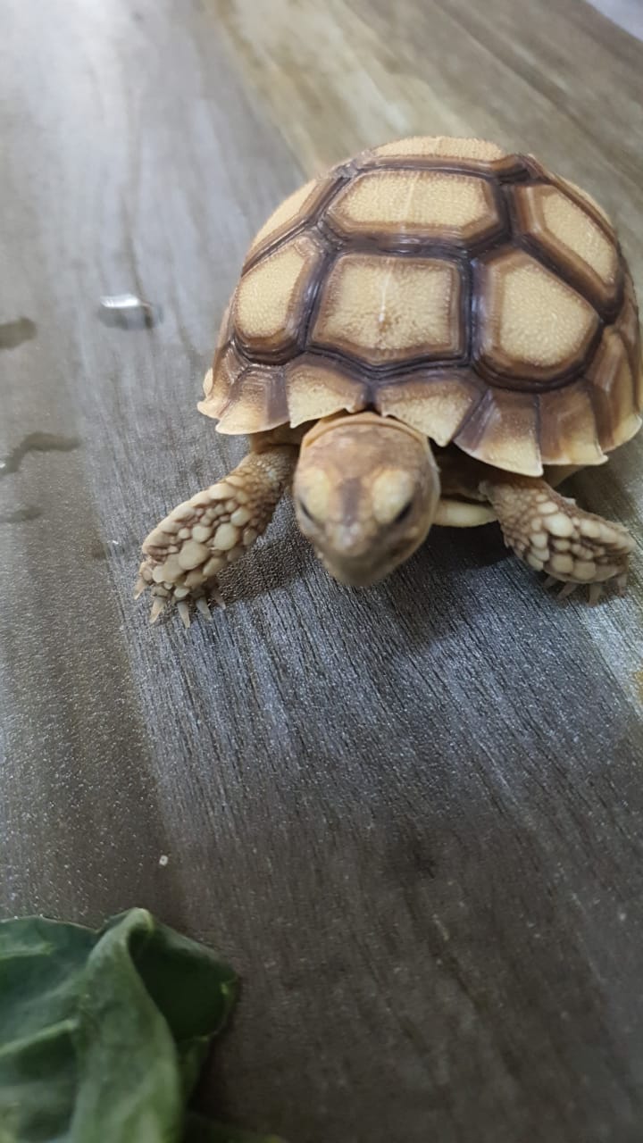 Sistem Pelesenan Jabatan PERHILITAN